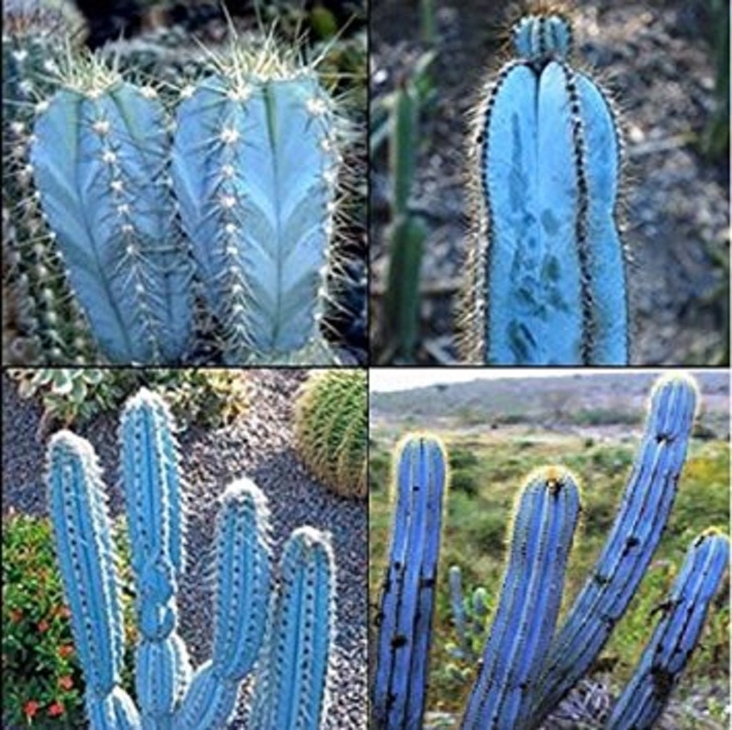 Pilosocereus Magnificus Amazing Blue Sky Cactus Rare 5 graines Limitée ...