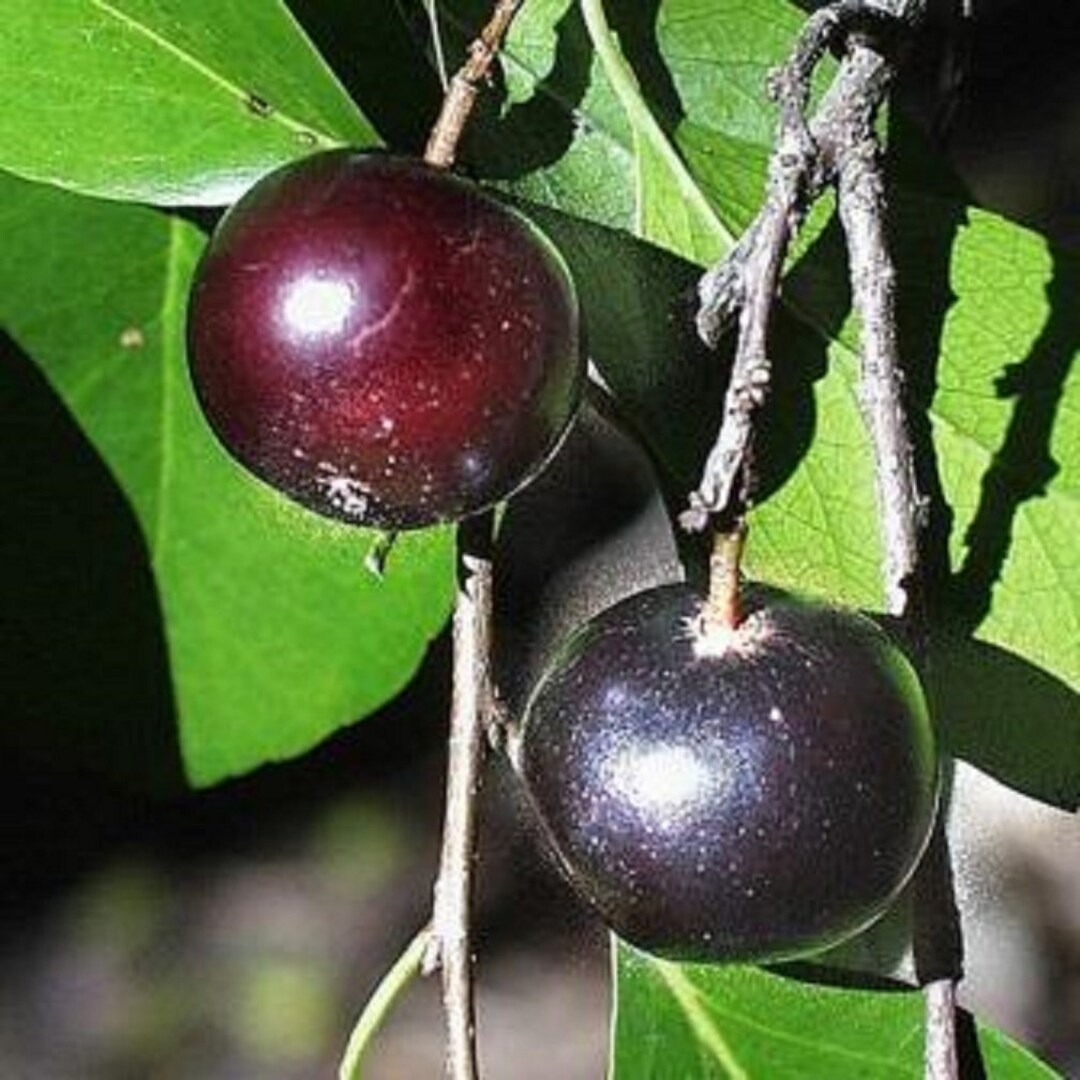 Flacourtia Indica Governor's Plum Ramontchi Tropical Fruit Rare 5 Seeds ...