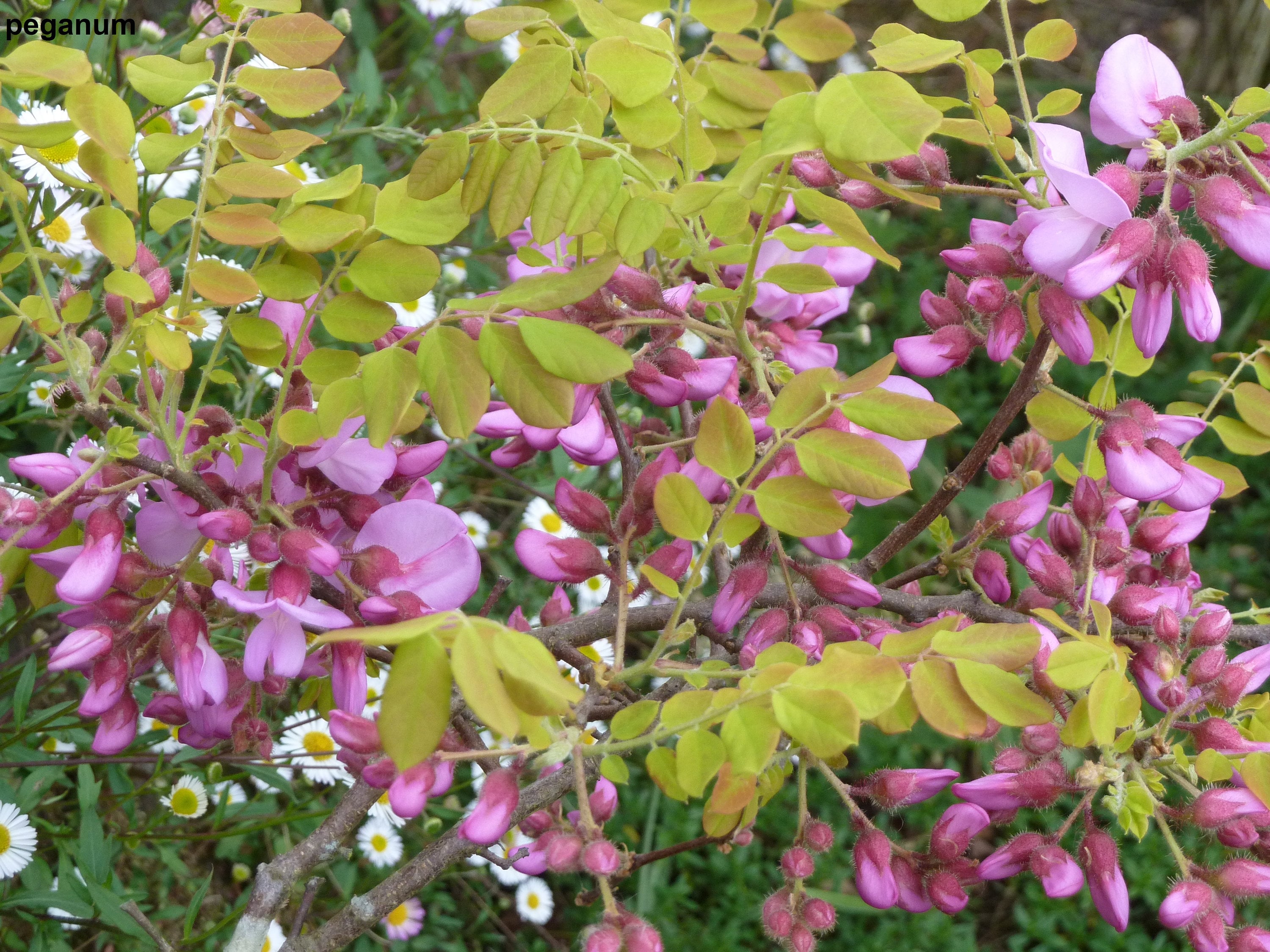 Pink Flowering Locust With Thorns