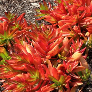 Crassula Capitella Red Flames Ornamental Unique Succulent Rare 10 Seeds ...
