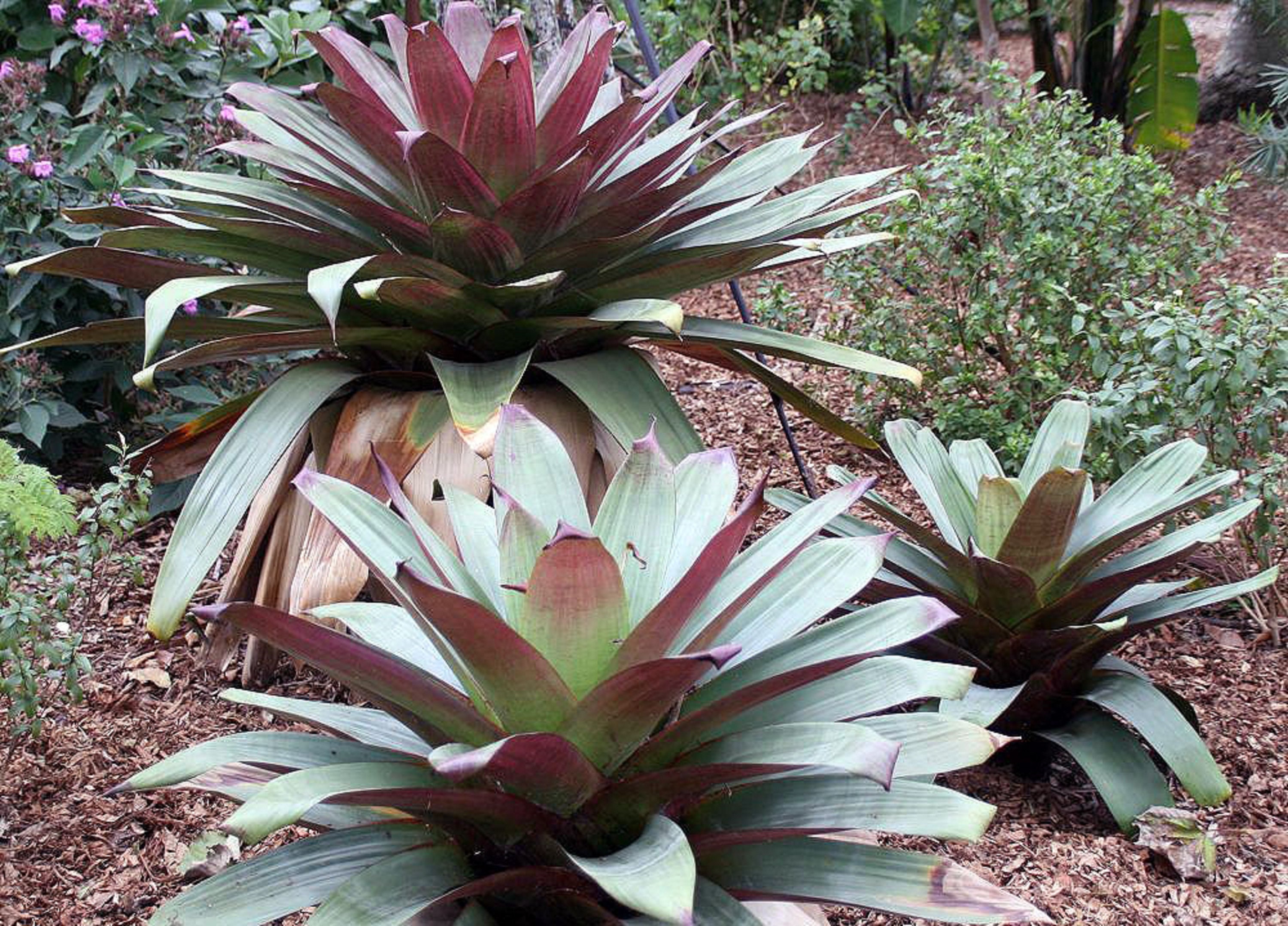 Alcantarea Imperialis Stunning Tropical Giant Bromeliad - Etsy