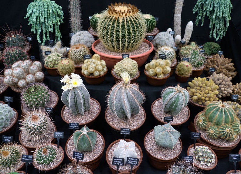 Mix Cactus Species 50 Seeds Notocactus , Astrophytum , Echinocereus ...
