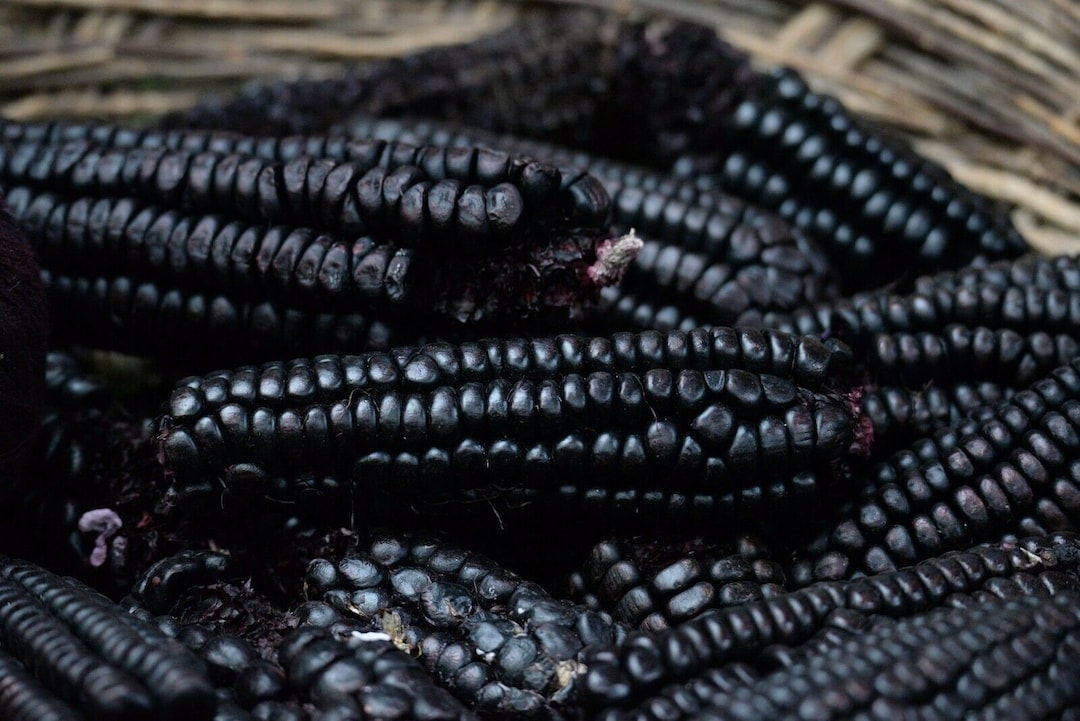 Maize Morado Deep Purple Black Ancient Peru Corn High Antioxidants 10 ...