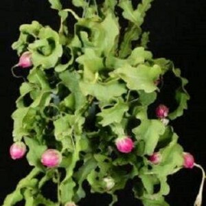 Epiphyllum Guatemalense Monstrose Curly Sue Locks Orchid Cactus Rare 5 ...