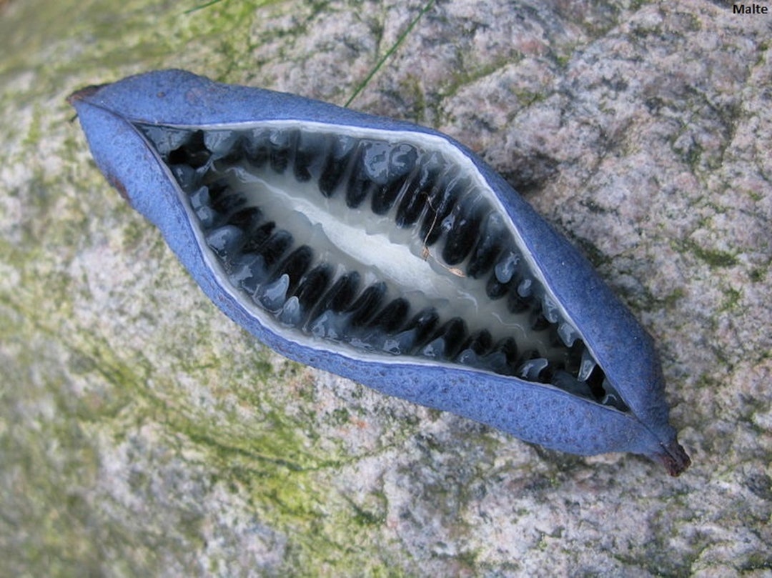 Decaisnea Insignis Dead Man's Fingers Blue Bean Tree 5 Seeds ID282 - Etsy
