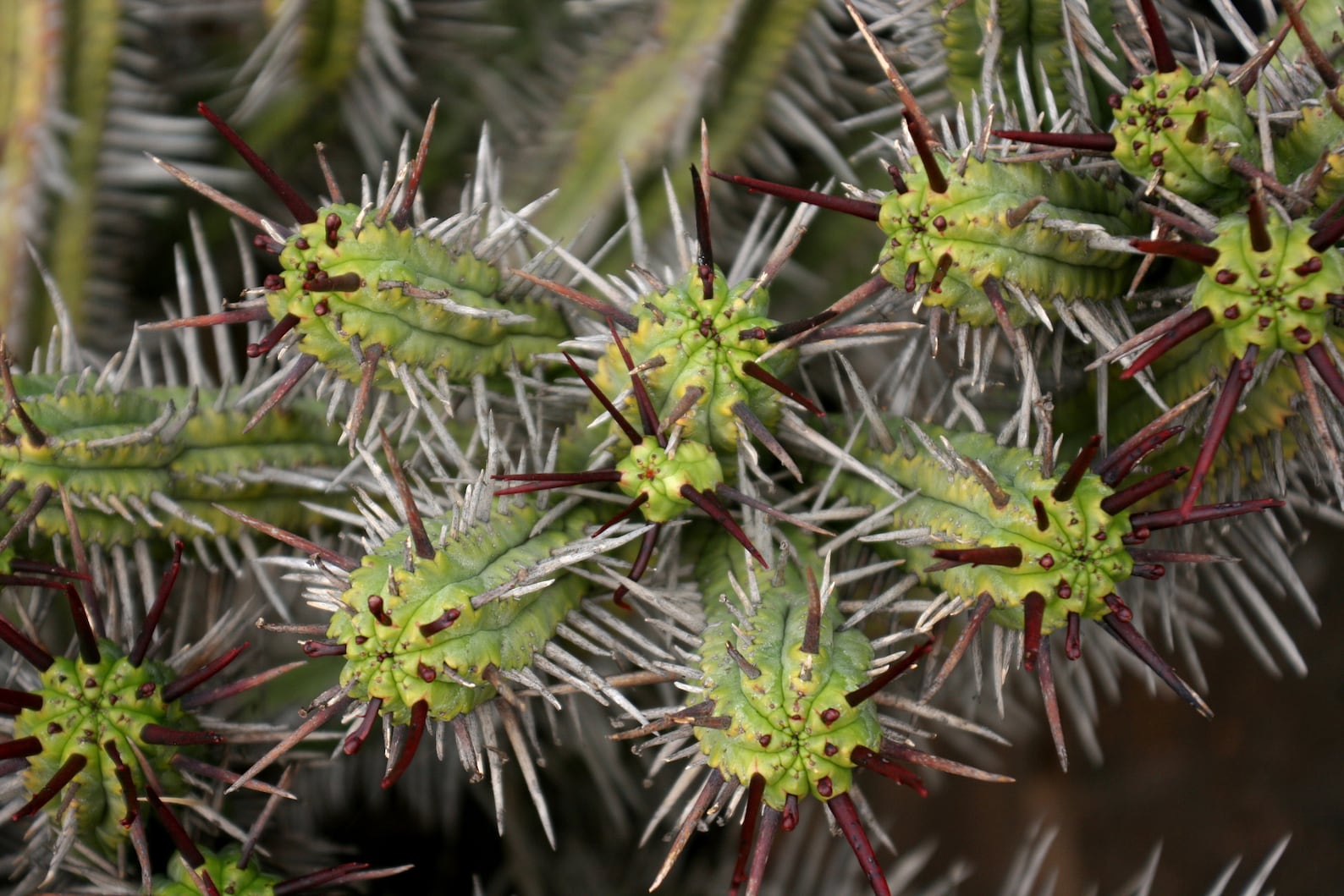 Euphorbia Enopla Pincushion Succulent Purple Spiny Shrub - Etsy Canada