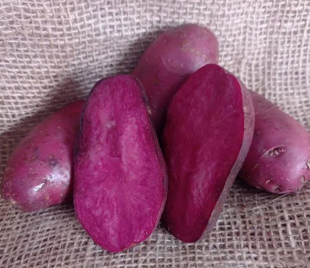 Ama Rossa Red Jewel Potato 10 Seeds TPS True Potato Seeds Rare - Etsy