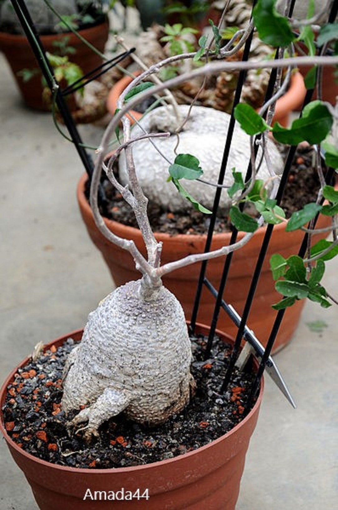 Fockea Edulis Hottentot Bread Climbing 5 Seeds ID405 - Etsy UK