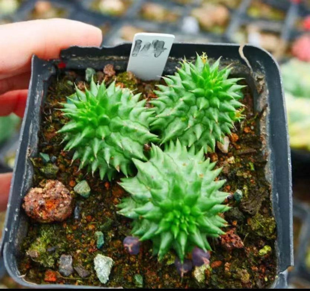 Euphorbia Susannae Suzanne's Spurge Succulent 3 Seeds Very Rare - Etsy