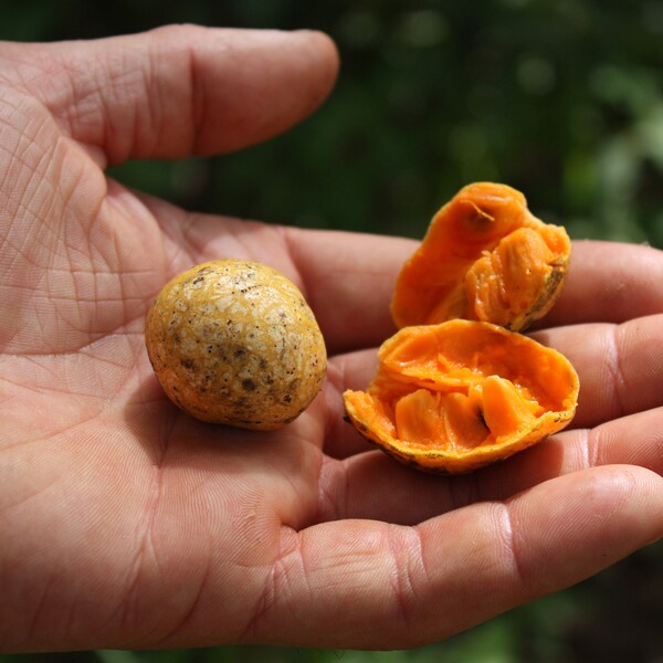 Custard Apple - Etsy