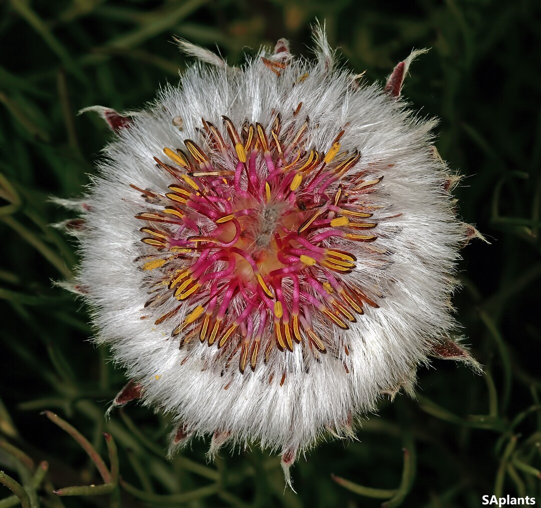 Serruria Phylicoides Bearded Spider-head Very Rare 3 Seeds - Etsy