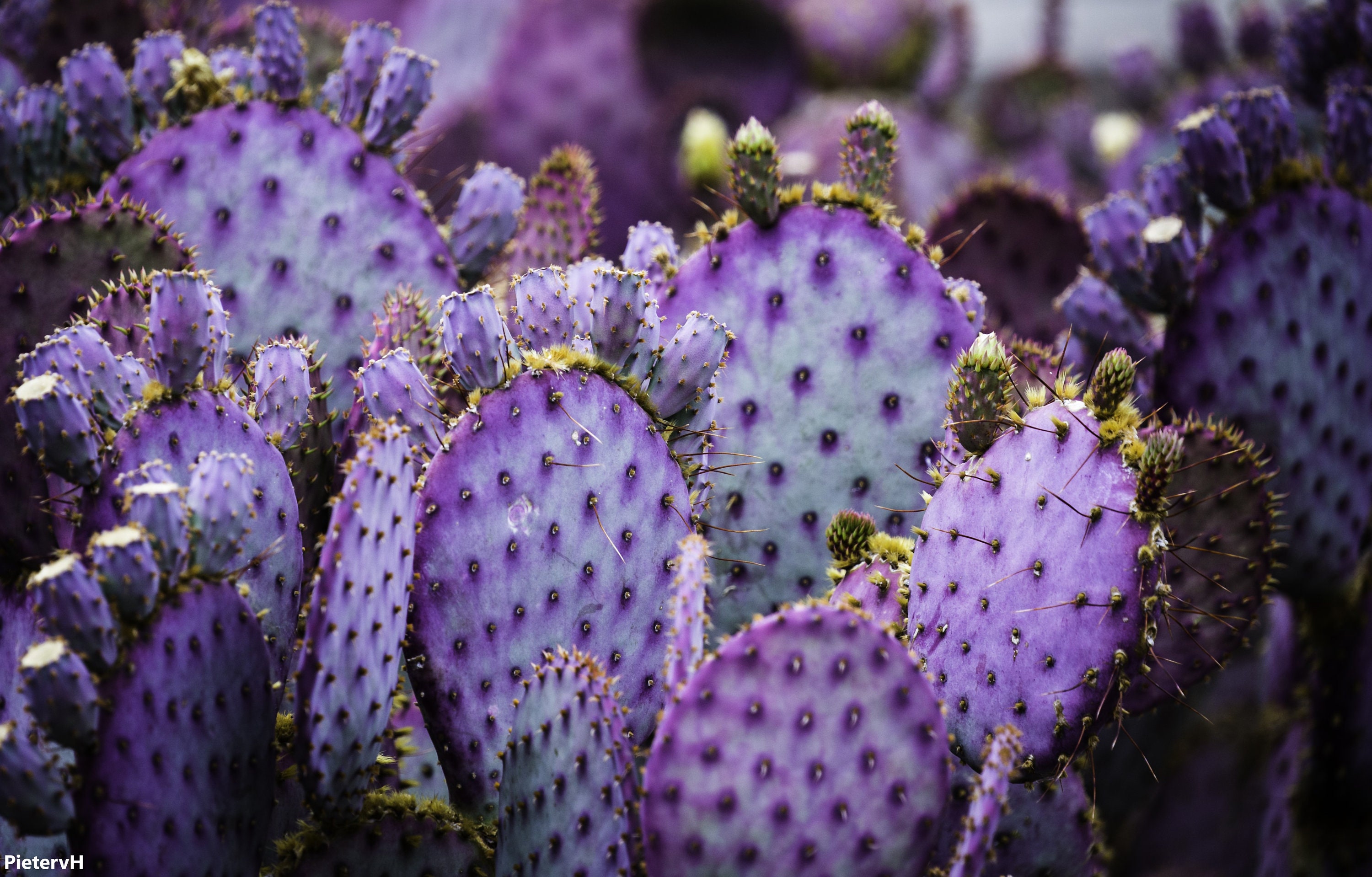Purple Prickly Pear Cactus Flower