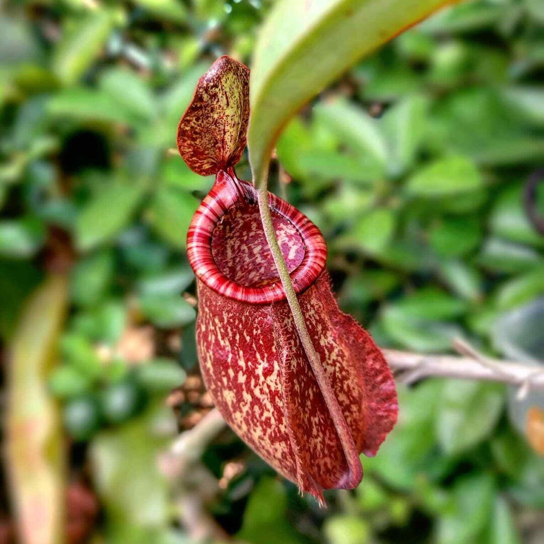 Nepenthes Viking X Hookeriana Fresh 2022 Seeds/pod Rare Carnivorous ...