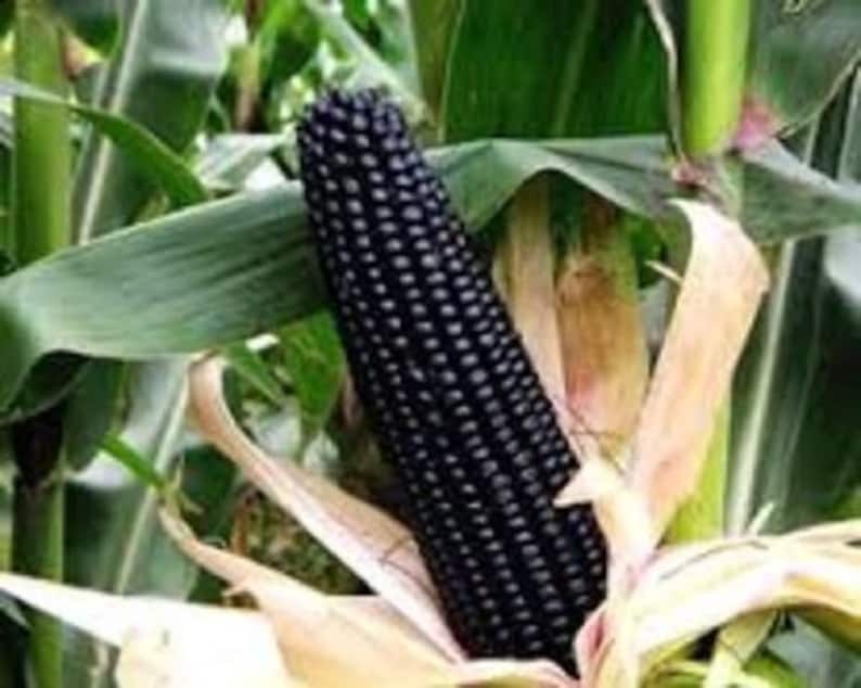 Black Aztec Sweet Corn 10 Seeds Zea Mays Excellent - Etsy Ireland