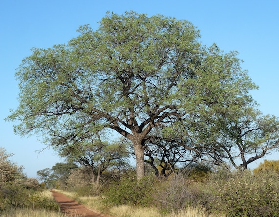 African Marula Tree Seeds Marula Seeds 5 Sclerocarya birrea Seeds ...