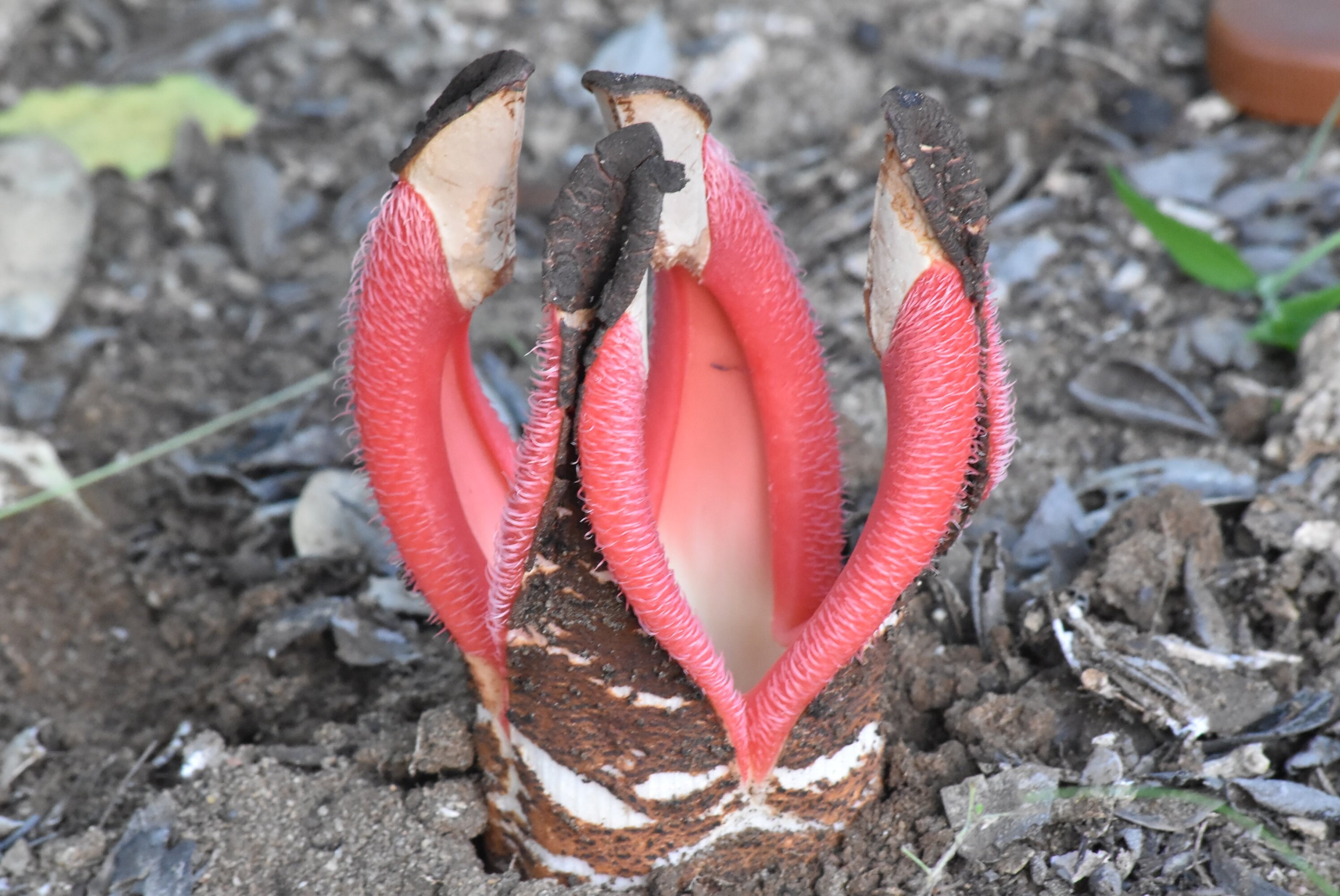 Hydnora Africana Fruit
