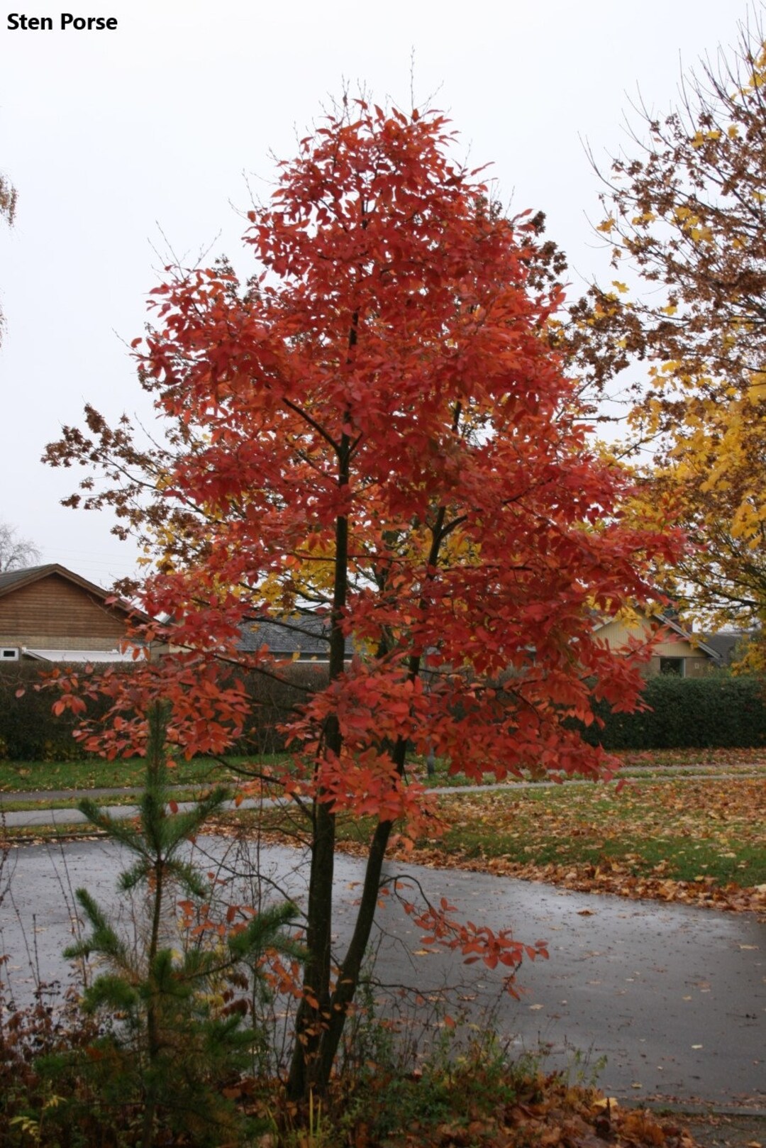 Nothofagus Alpina Rauli Beech Very Rare 5 Seeds - Etsy