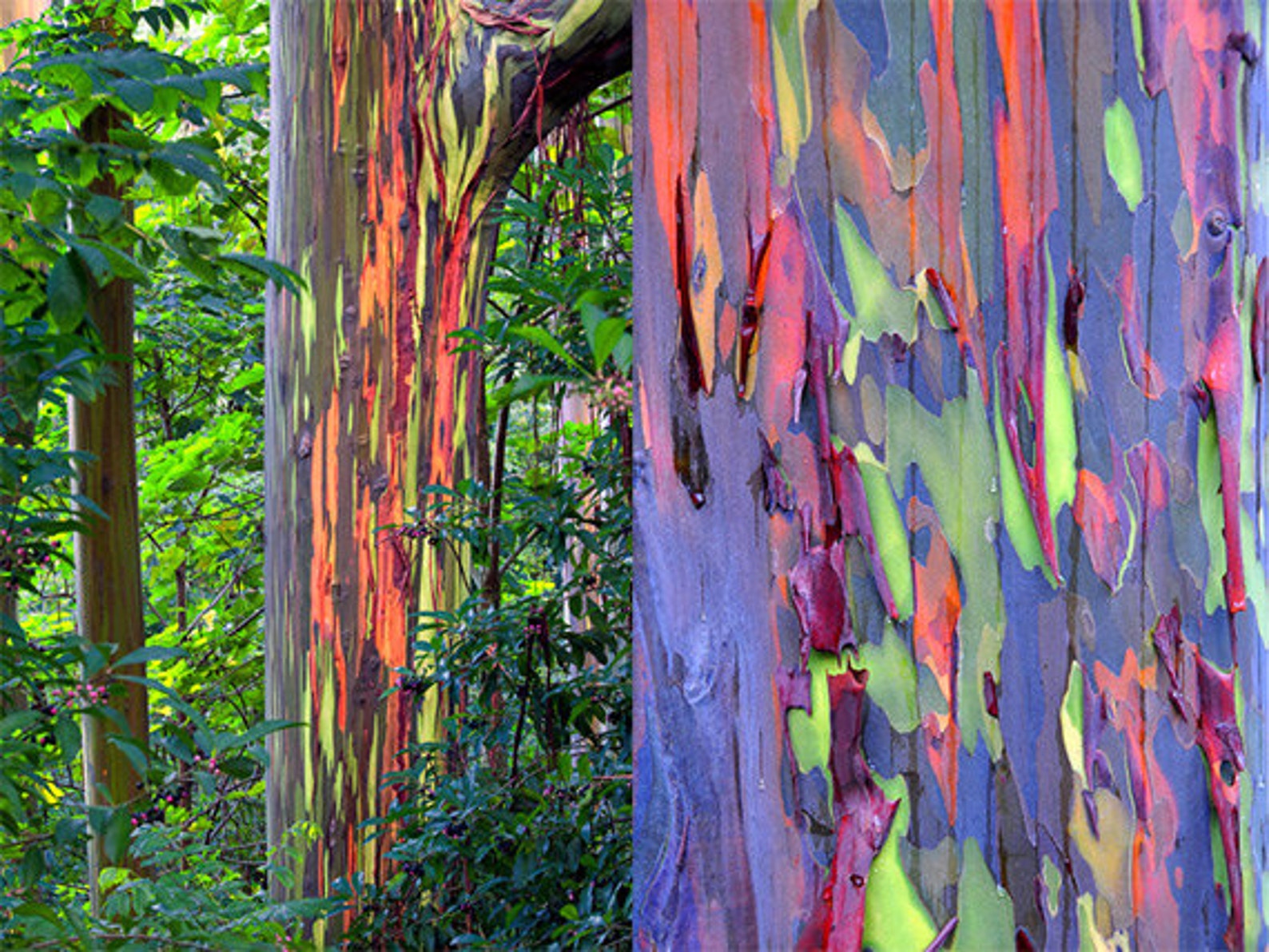 Rainbow Eucalyptus Deglupta 20 Seeds Multi-Hued Bark Colorful | Etsy