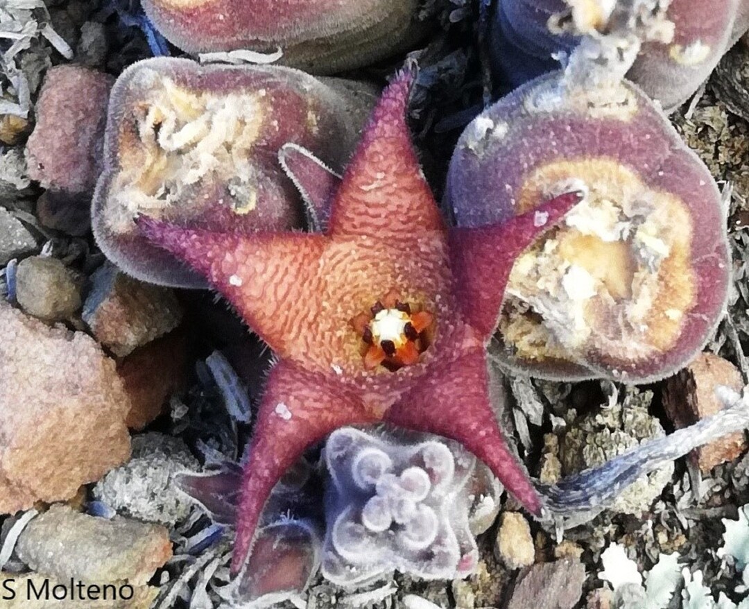 Stapelia Rufa Red Stapelia Rare Cactus 5 Seeds - Etsy