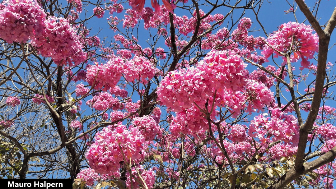 Handroanthus Impetiginosus Pink Flowers Trumpet Ornamental Tree Lapacho ...
