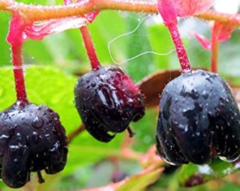 Salal Berry / Gaultheria Shallon 30 Seeds - Etsy