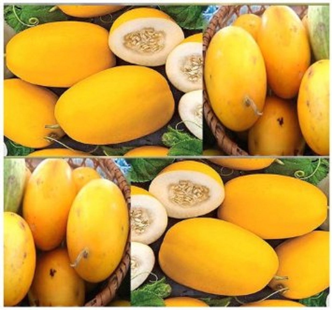5 Vine Peach Melons Seeds taste Just Like Mango & Great for - Etsy UK