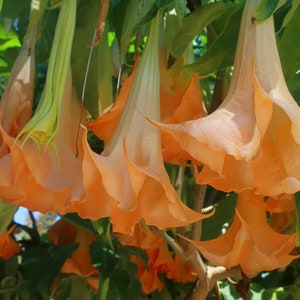 Brugmansia Versicolor Angels Trumpets Extinct in the Wild RARE 10 Seeds ...