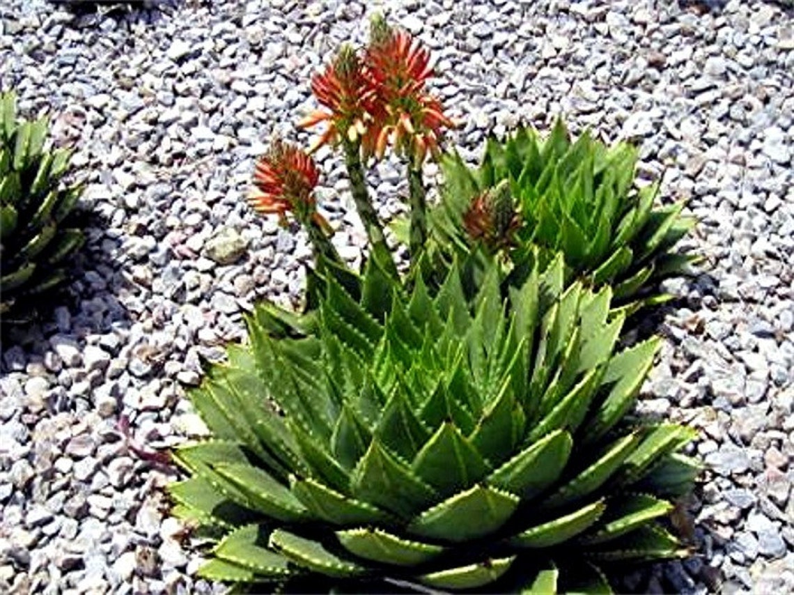 African Spiral Aloe Aloe Polyphylla RARE Succulent 5 - Etsy African Spiral Aloe Aloe Polyphylla RARE Succulent 5 - Etsy