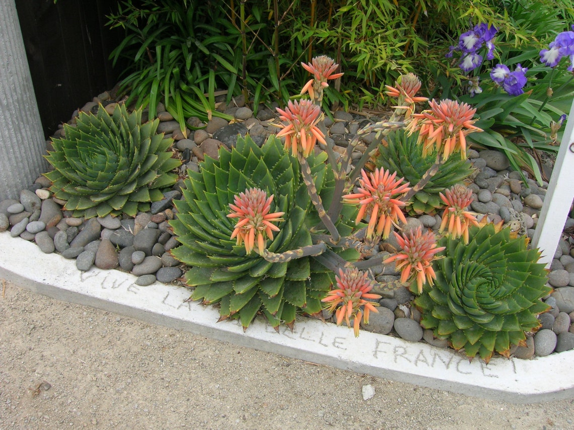 African Spiral Aloe Aloe Polyphylla RARE Succulent 5 - Etsy African Spiral Aloe Aloe Polyphylla RARE Succulent 5 - Etsy