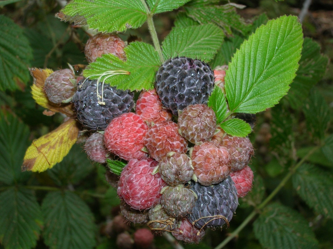 Rubus Niveus Mysore Raspberry Tasty Edible Fruit Rare 5 Seeds - Etsy