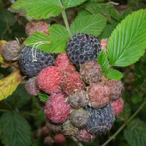 Rubus Niveus Mysore Raspberry Tasty Edible Fruit Rare 5 Seeds - Etsy
