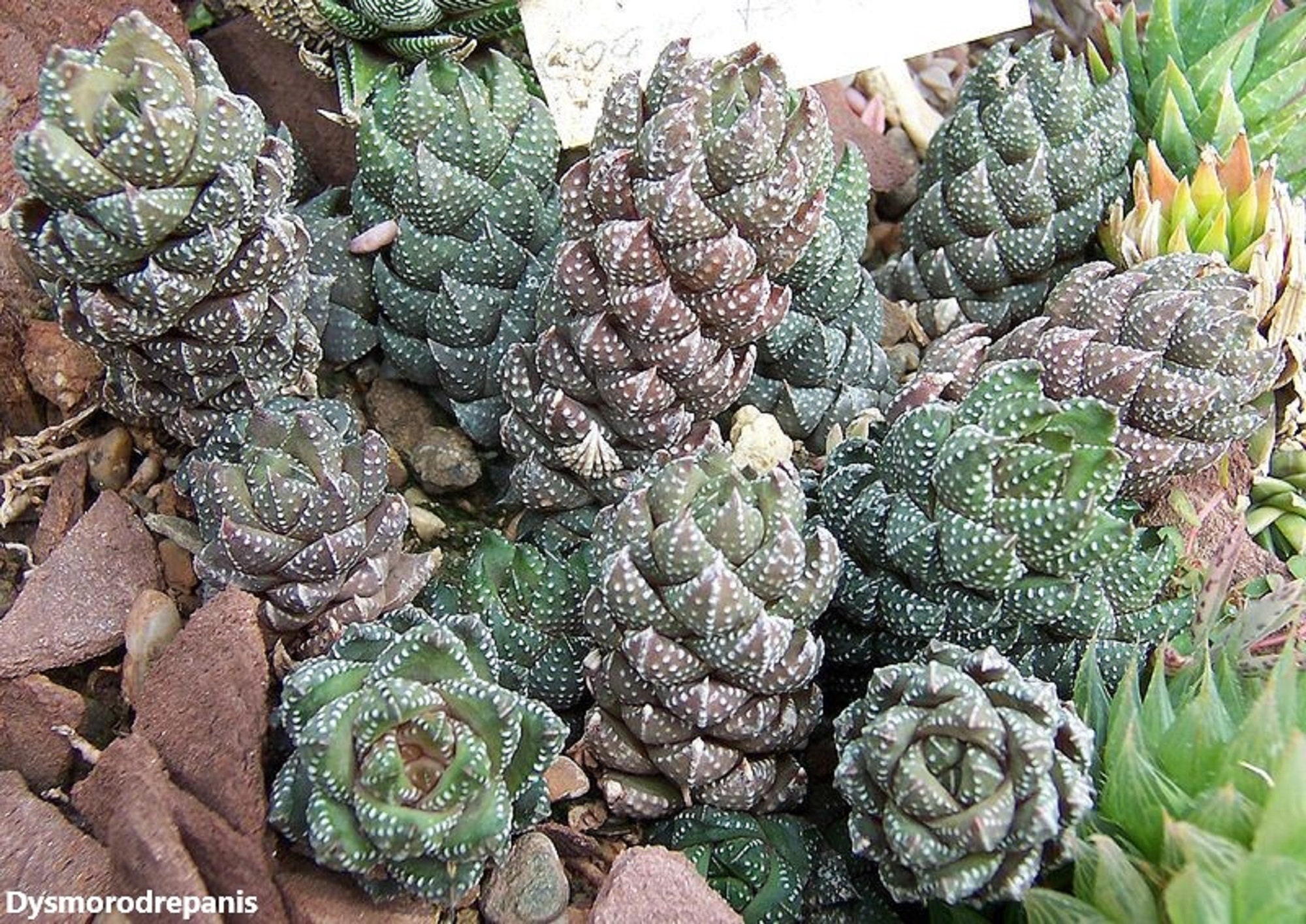 Haworthia Flowers