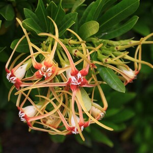 Strophanthus Speciosus the Forest Poison Rope Climber 10 Seeds - Etsy
