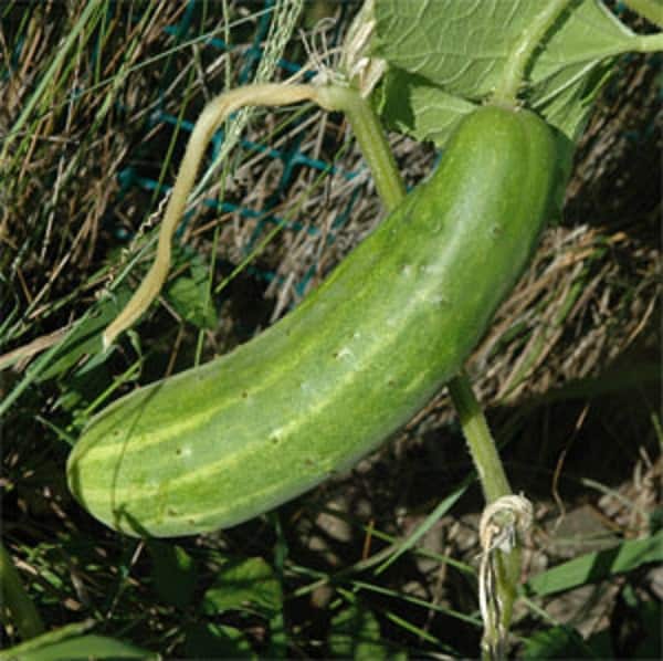 Poona Kheera Cucumis Sativus Special Cucumber 10 Fresh - Etsy