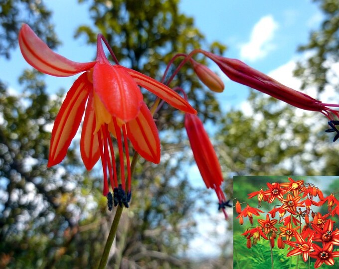 Bessera Elegans Gorgeous Coral Drops Flower Very Rare & - Etsy