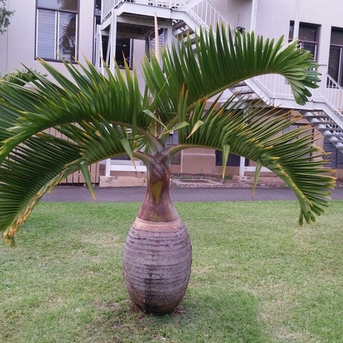 Bottle Palm Tree hyophorbe Lagenicaulis Seeds LIMITED - Etsy