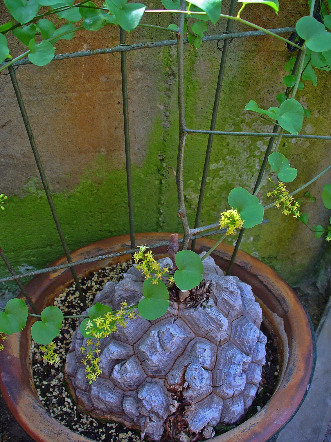 Dioscorea Elephantipes 5 Seeds Elephant Foot Stunning | Etsy