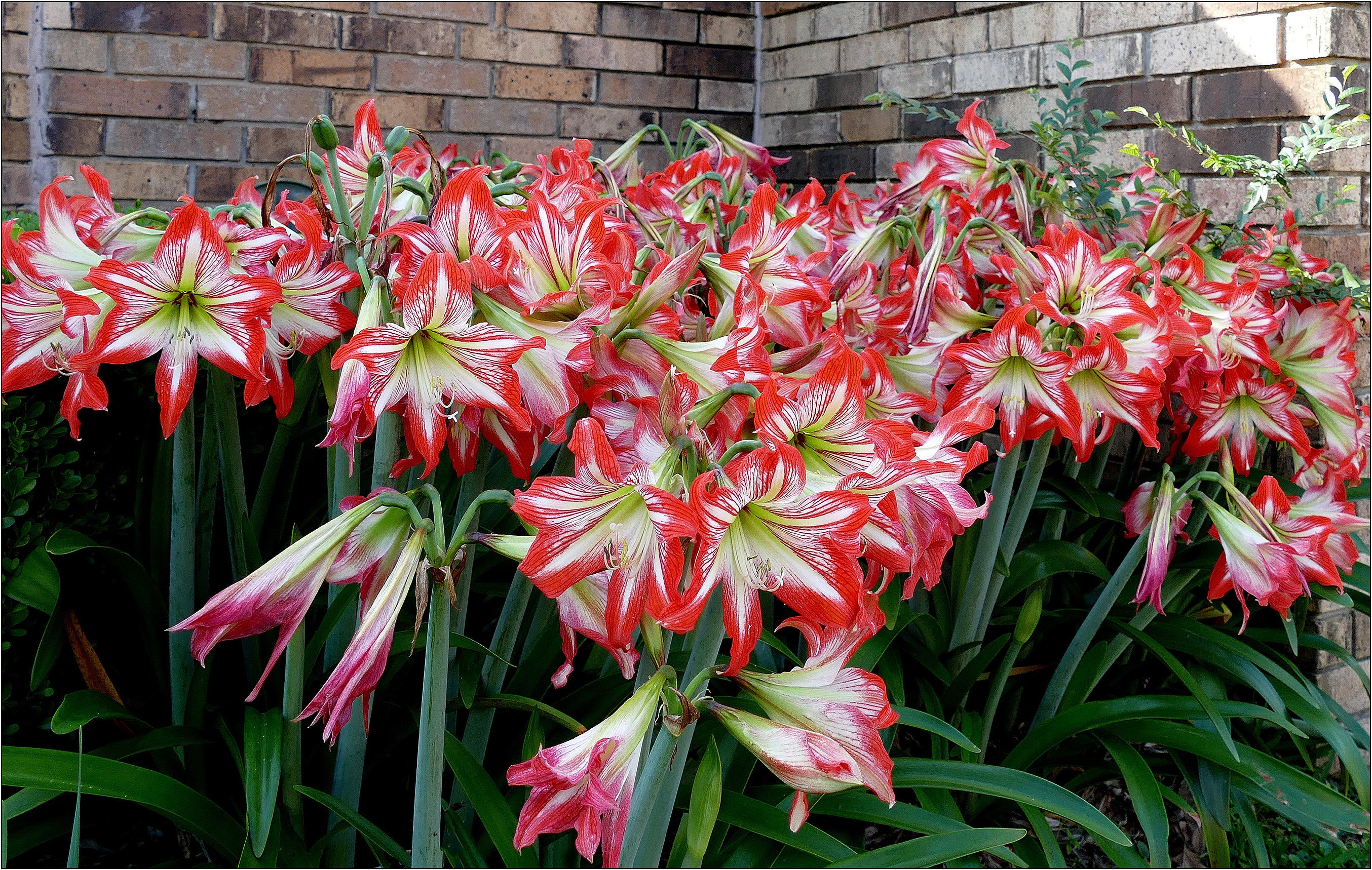 Hippeastrum Hybrid Red White Amaryllis Rare Tropical - Etsy