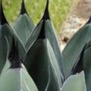 Agave Nickelsiae 10 Seeds King Ferdinand Century Plant Nickels' Agave ...