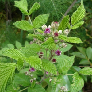 Rubus Niveus Mysore Raspberry Tasty Edible Fruit Rare 5 Seeds - Etsy