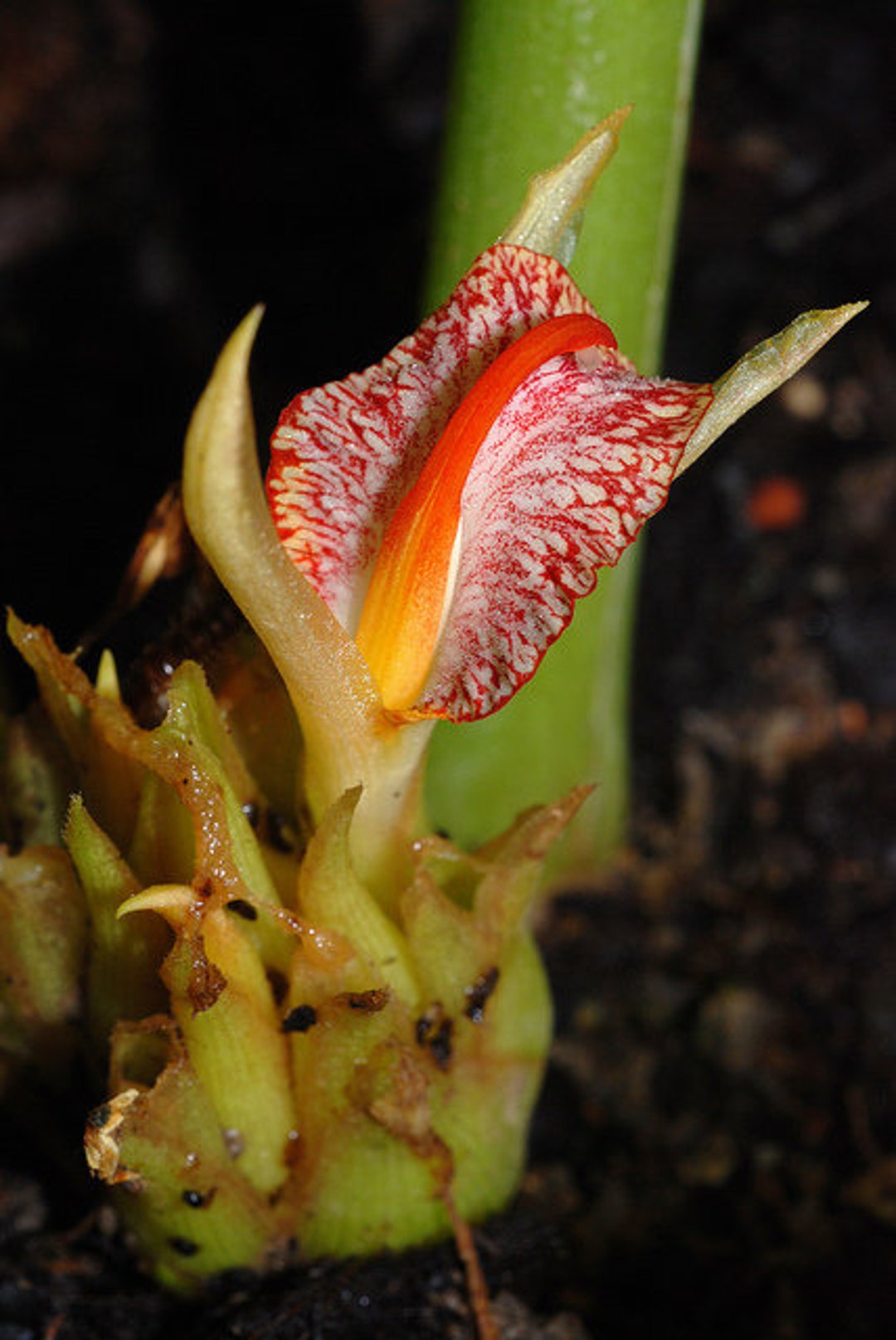 Zingiber Rubens Amazing Bengal Ginger Red Flowers Fresh 5 Seeds Rare - Etsy