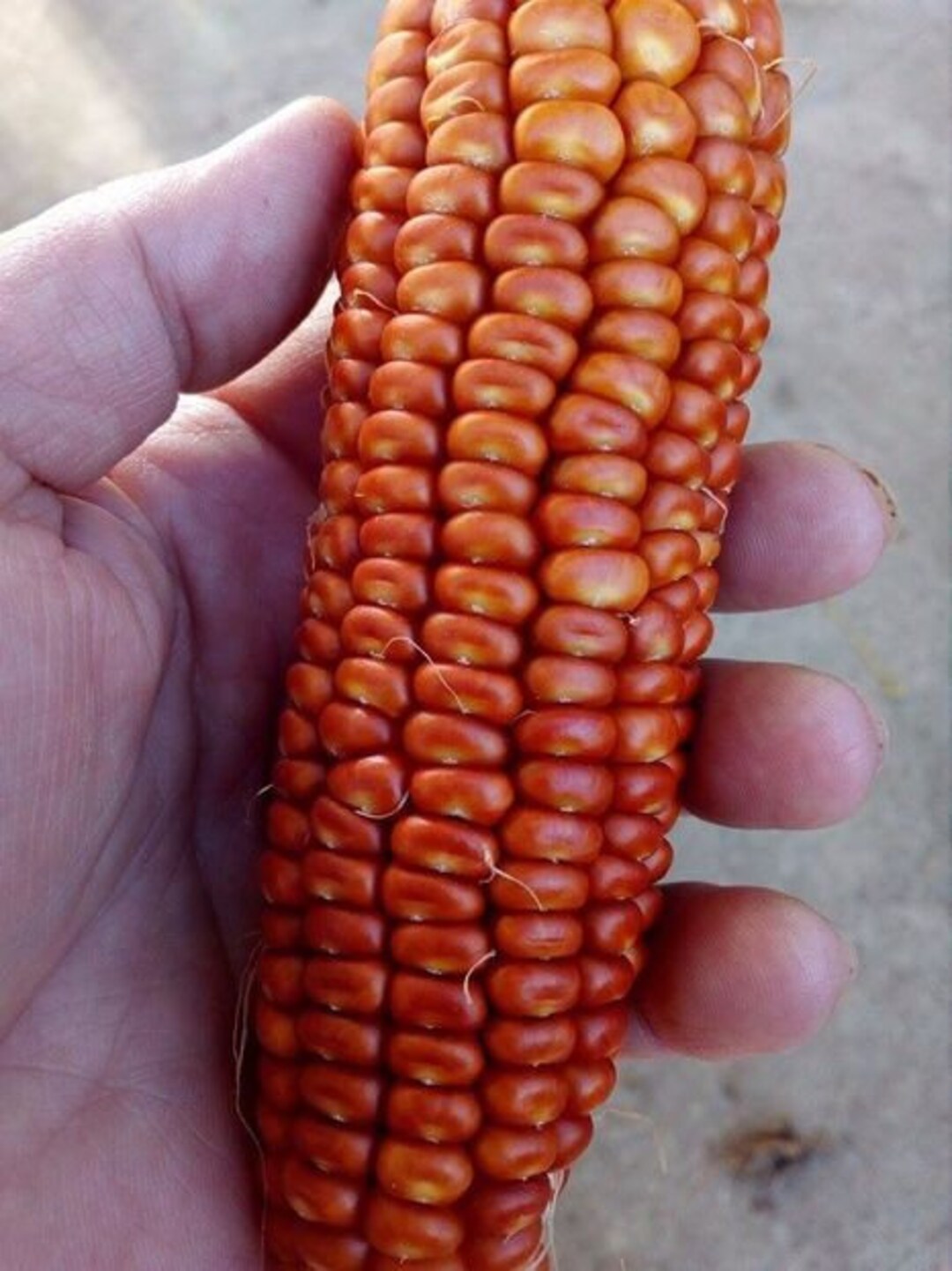 Zea Mays Orangelo Corn Amazing Orange Corn Easy to Grow 20 Seeds Fresh ...