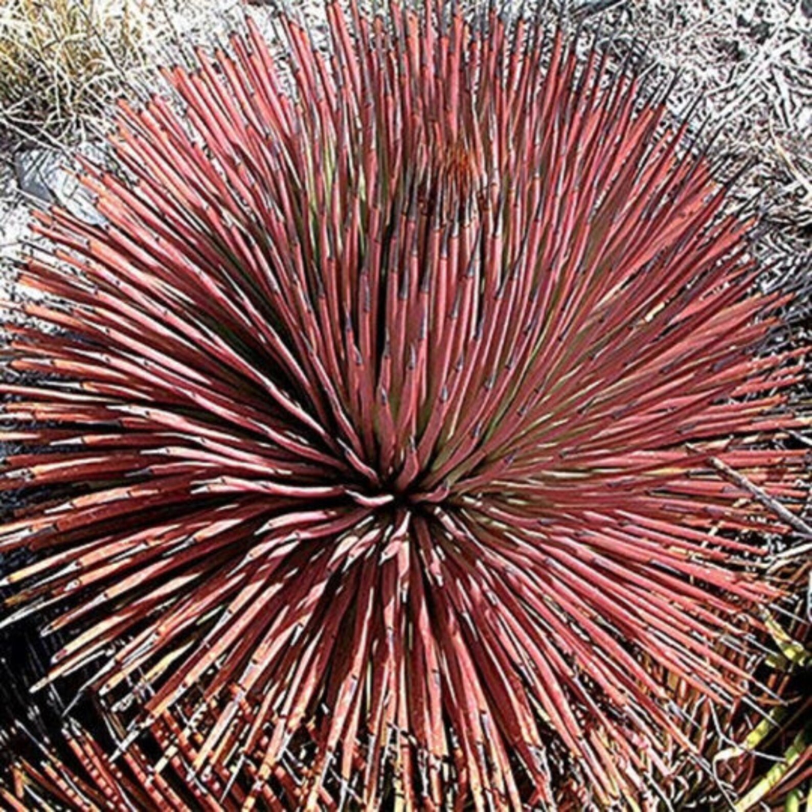 Agave Stricta Rubra Red Hedgehog Agave Perennial Spiny - Etsy