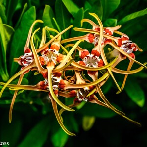 Strophanthus Speciosus the Forest Poison Rope Climber 10 Seeds - Etsy
