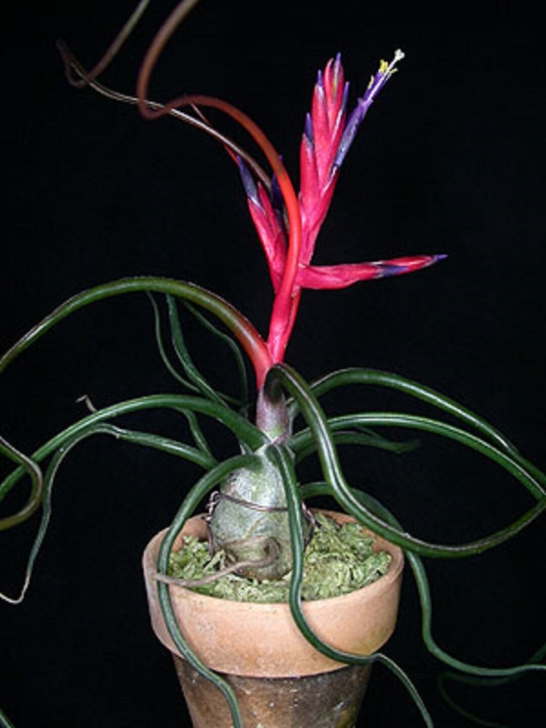 Tillandsia Bulbosa Air Plant Bromeliad RARE Easy Growing 5 Seeds - Etsy