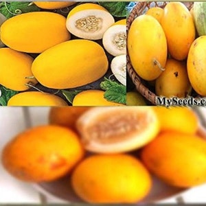 5 Vine Peach Melons Seeds taste Just Like Mango & Great for - Etsy UK