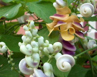 Climbing Shell Vine vigna Caracalla Corkscrew Vine Snail - Etsy