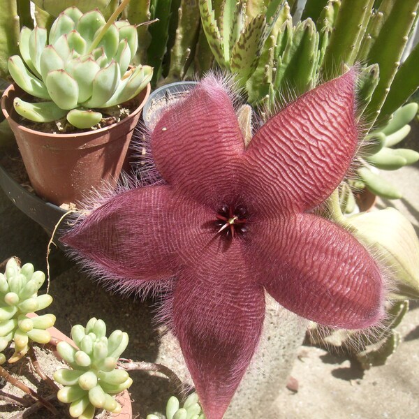 Stapelia - Etsy
