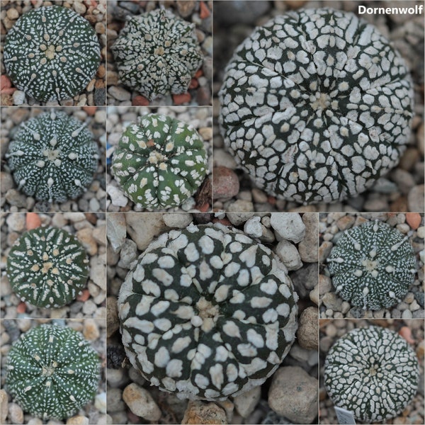 Astrophytum Seeds - Etsy