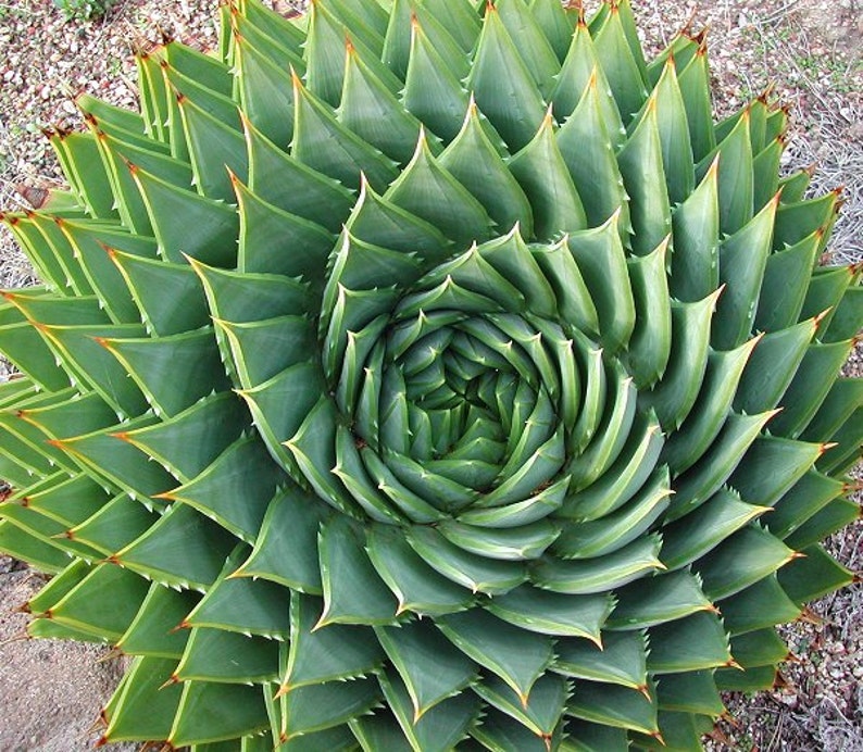 African Spiral Aloe Aloe Polyphylla RARE Succulent 5 - Etsy African Spiral Aloe Aloe Polyphylla RARE Succulent 5 - Etsy